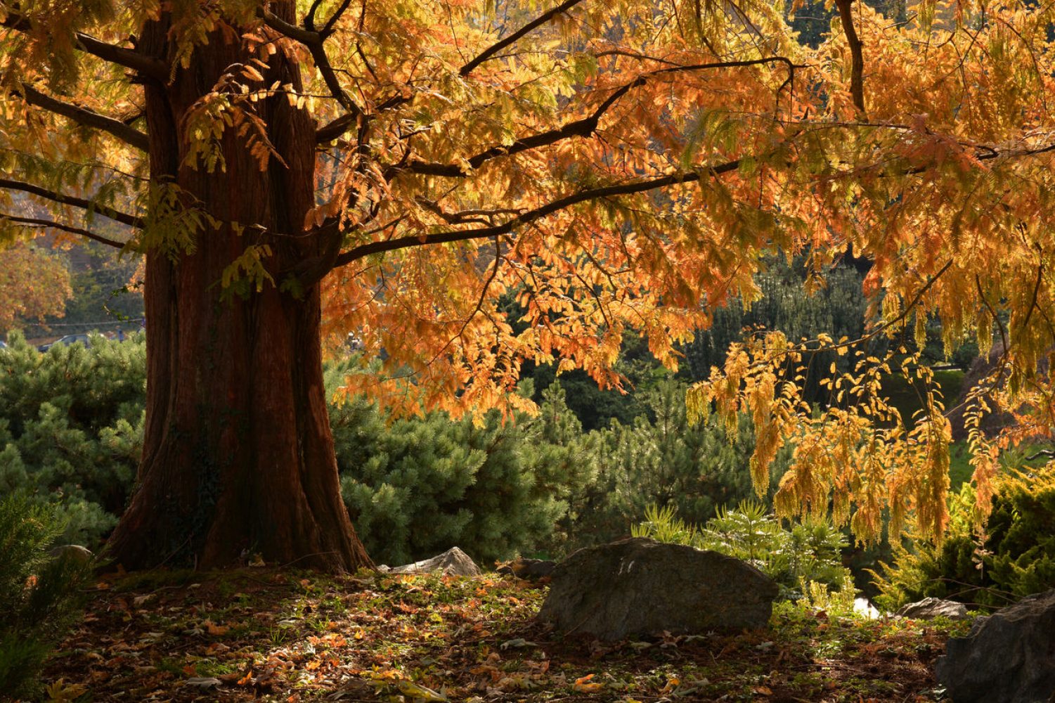 Botanical Garden in Turin: what to visit - Italia.it