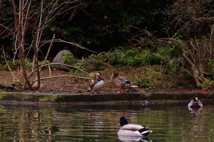 Parco del Valentino in Turin: what to do - Italia.it
