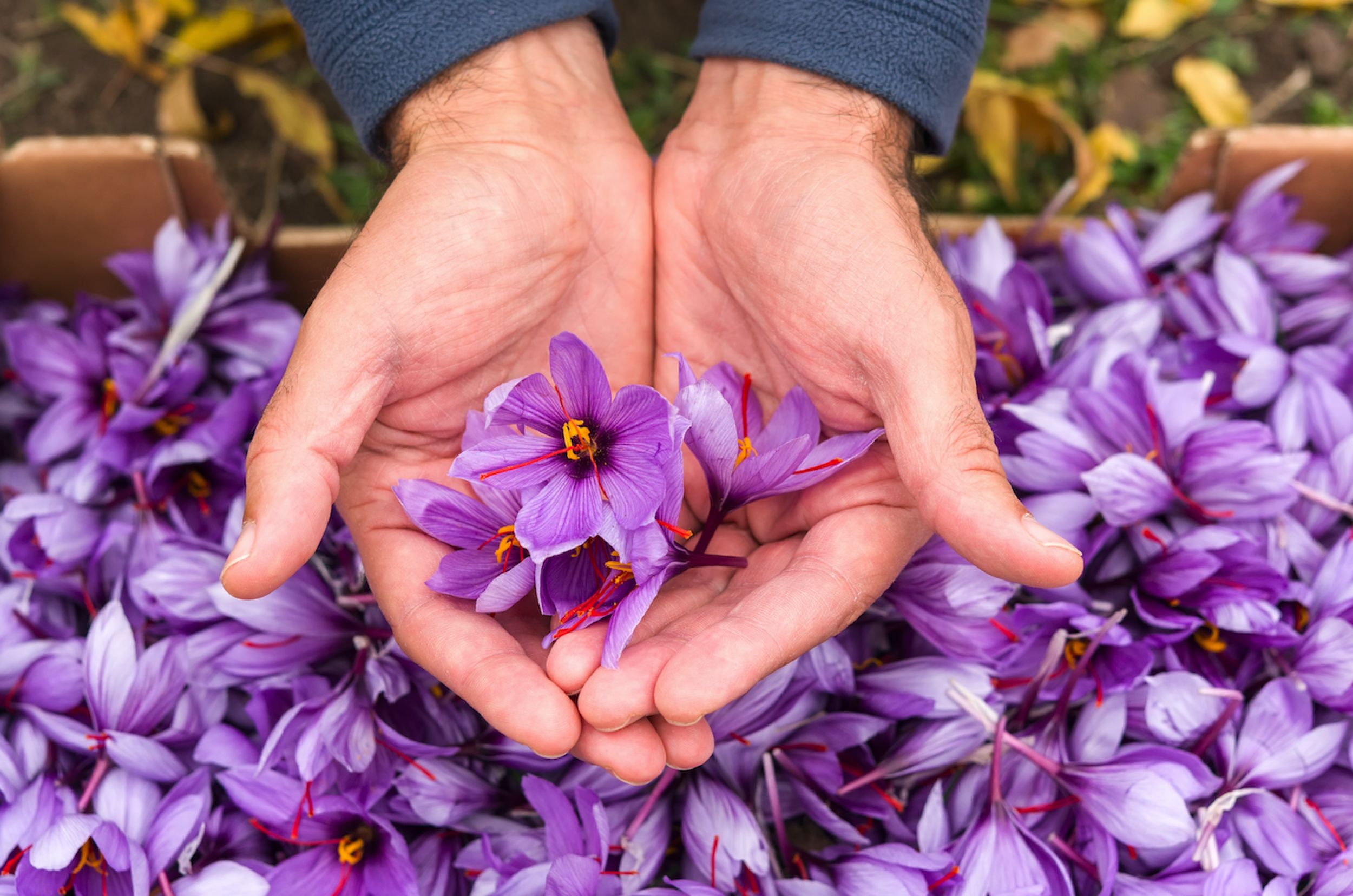 Saffron in Abruzzo, Italy - Italia.it