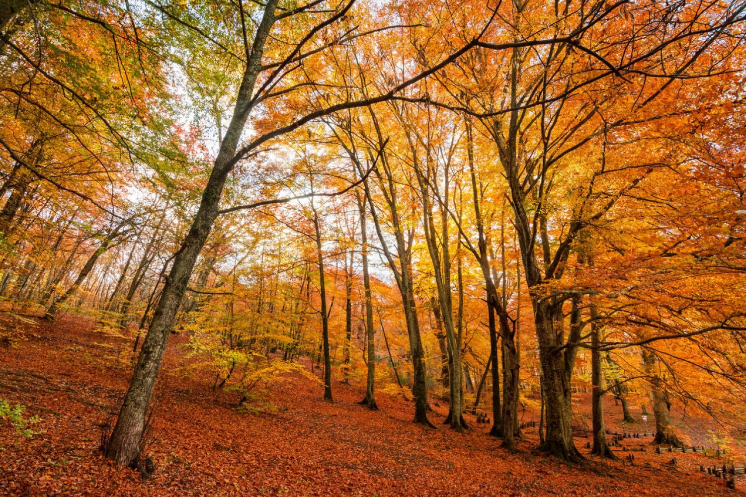 Antiche faggete: Italy's ancient beech forests - Italia.it