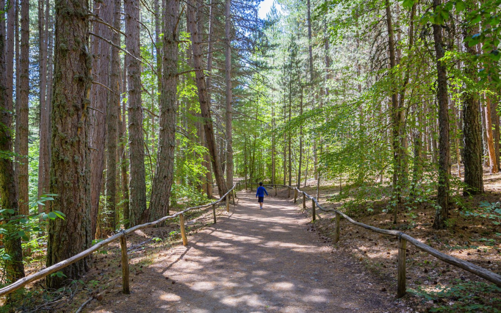 Sila train for your holidays in Calabria - Italia.it