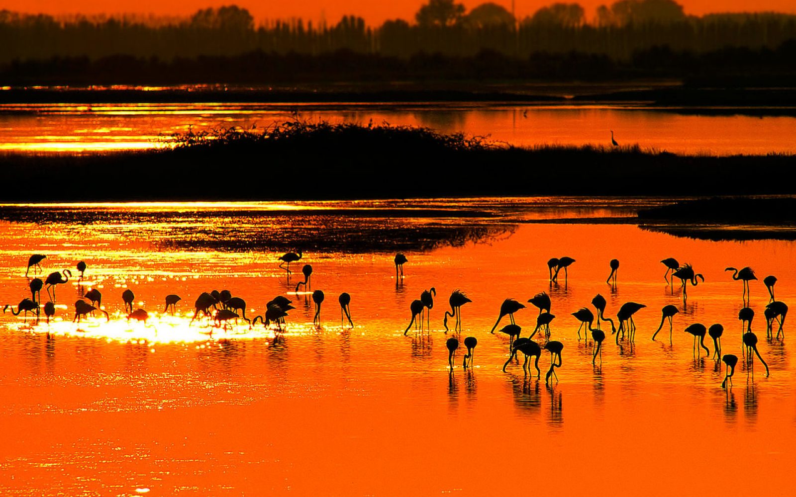 Po Delta Itinerary: birdwatching - Italia.it