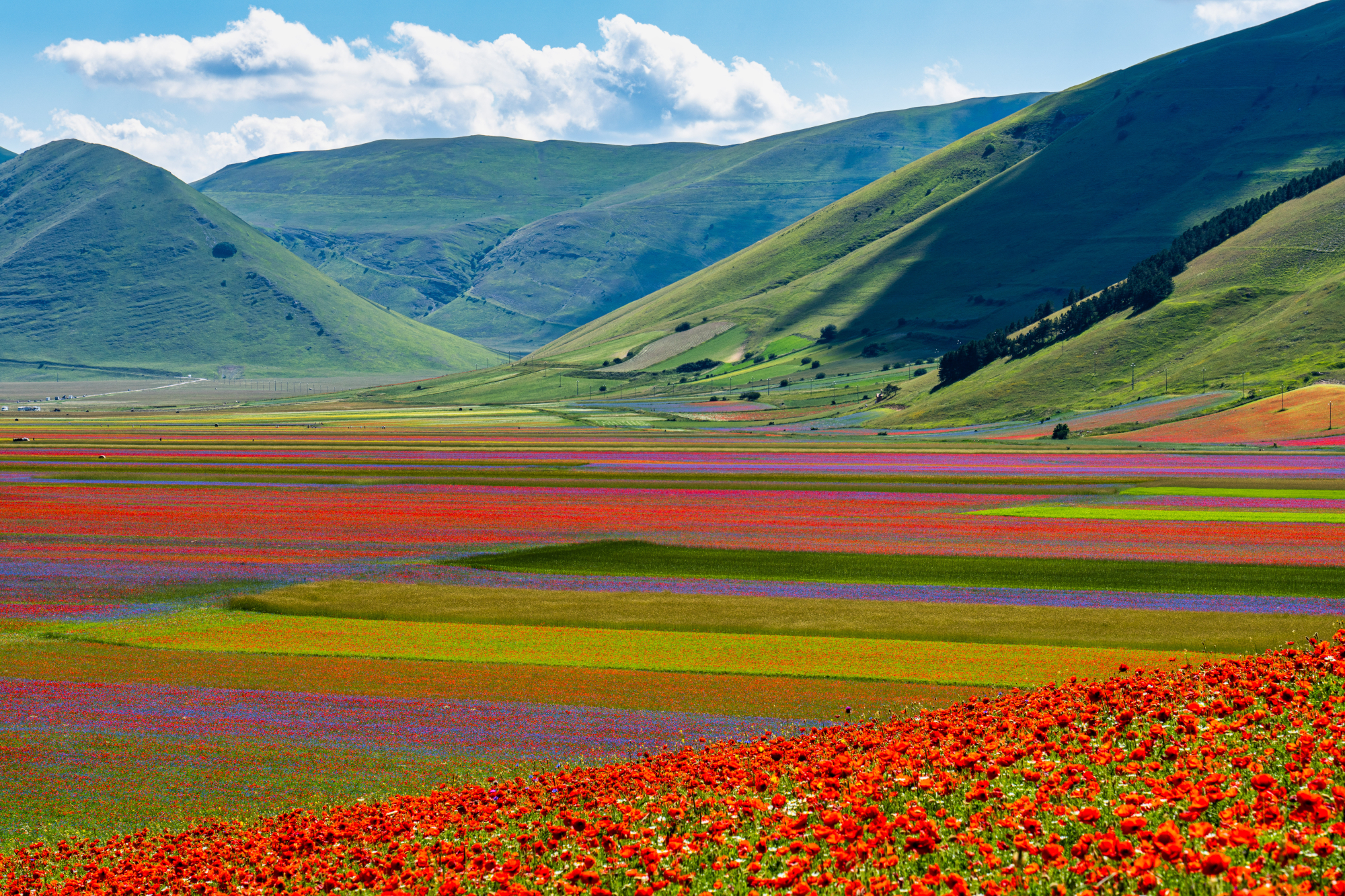 Flowers in bloom: where to see them in gardens and parks – Italia.it