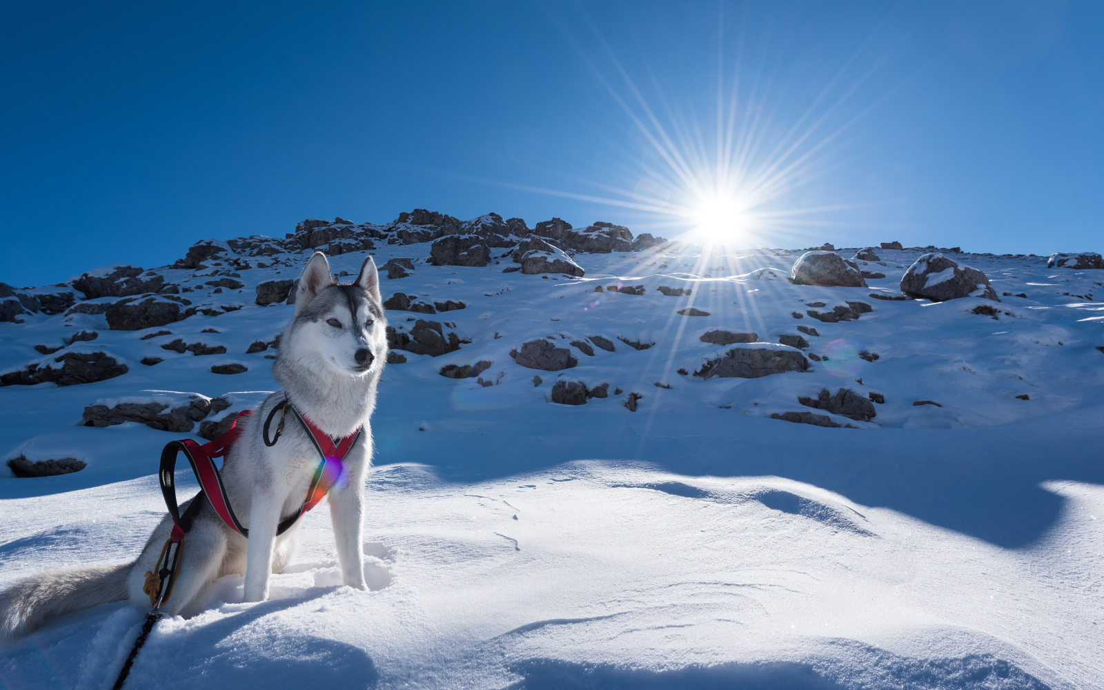 6 dog sledding destinations in Italy - Italia.it