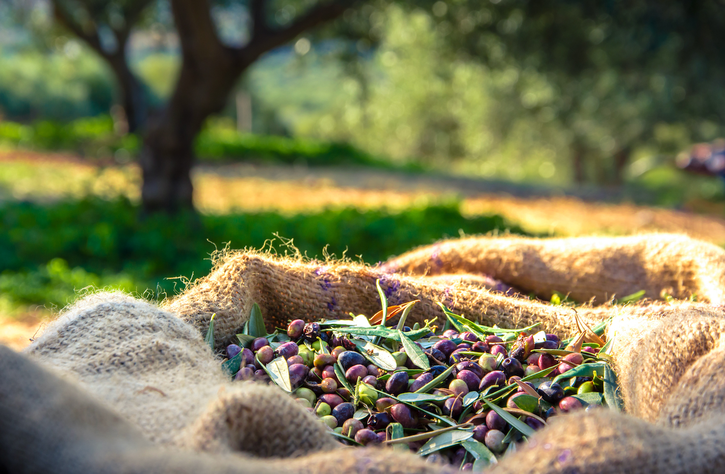 Traditional Food of Liguria: what to eat - Italia.it
