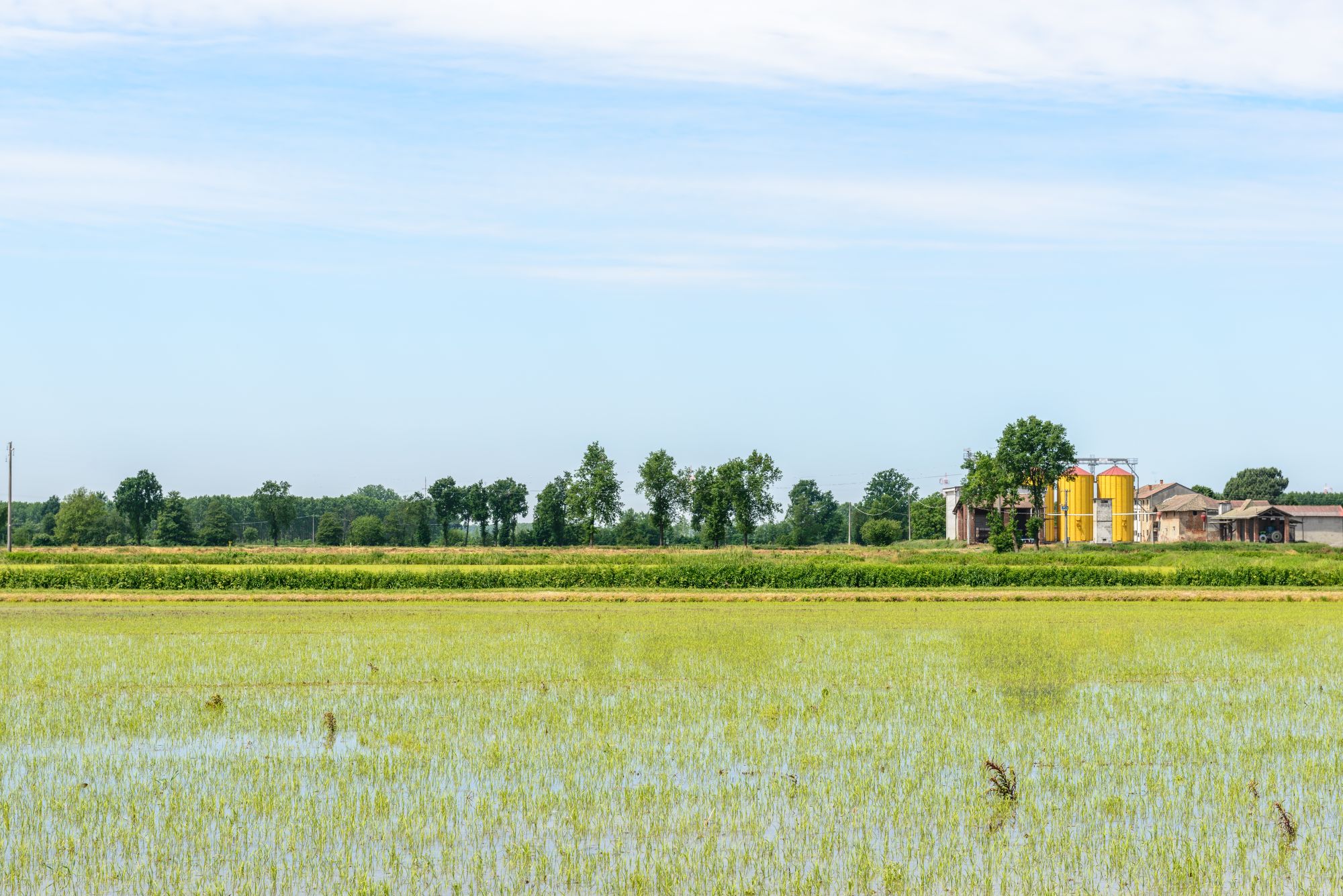 The rice fields in the Park of Ticino, Lombardy - Italia.it