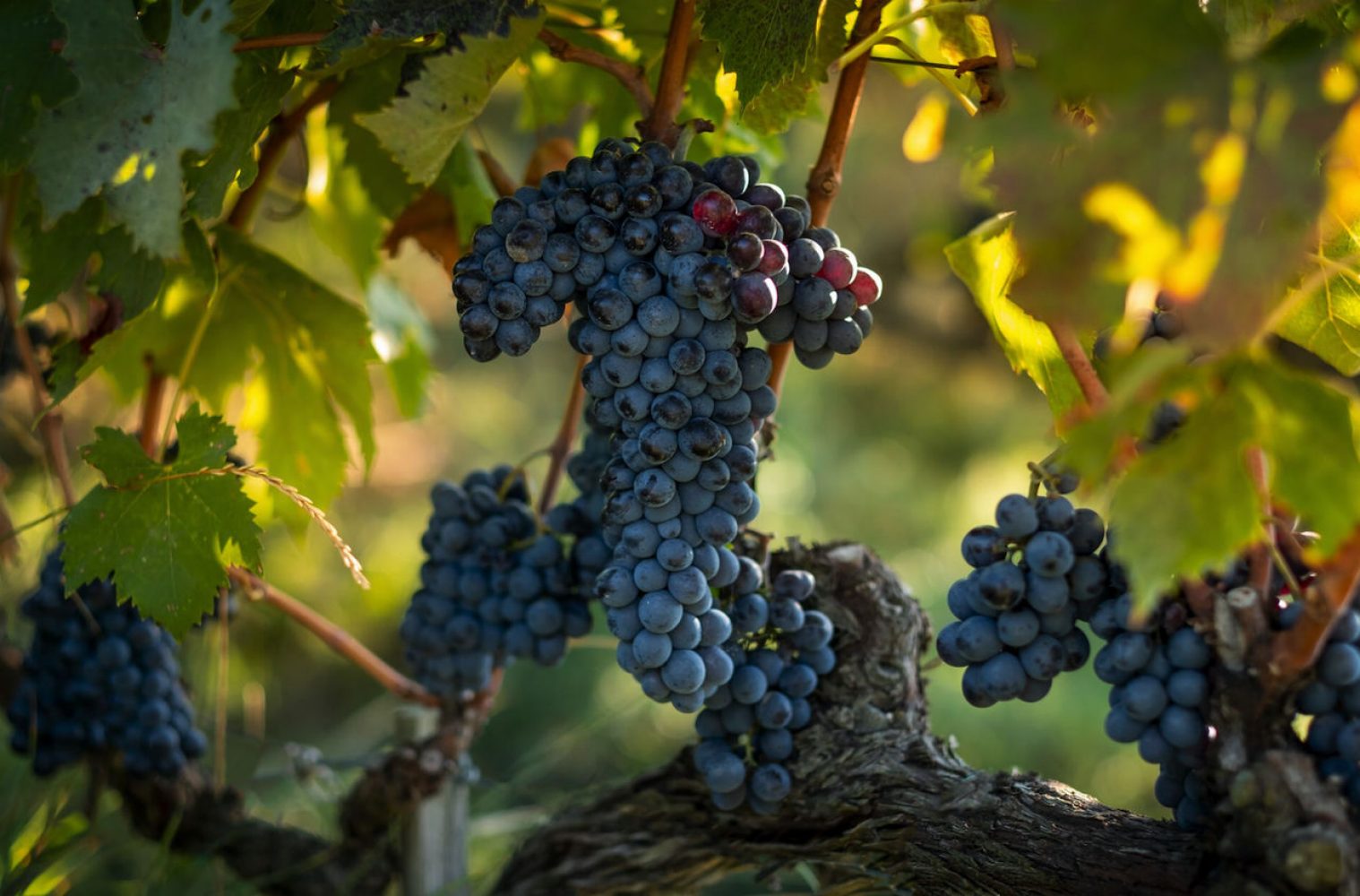 Brunello Di Montalcino: red wine from Tuscany - Italia.it