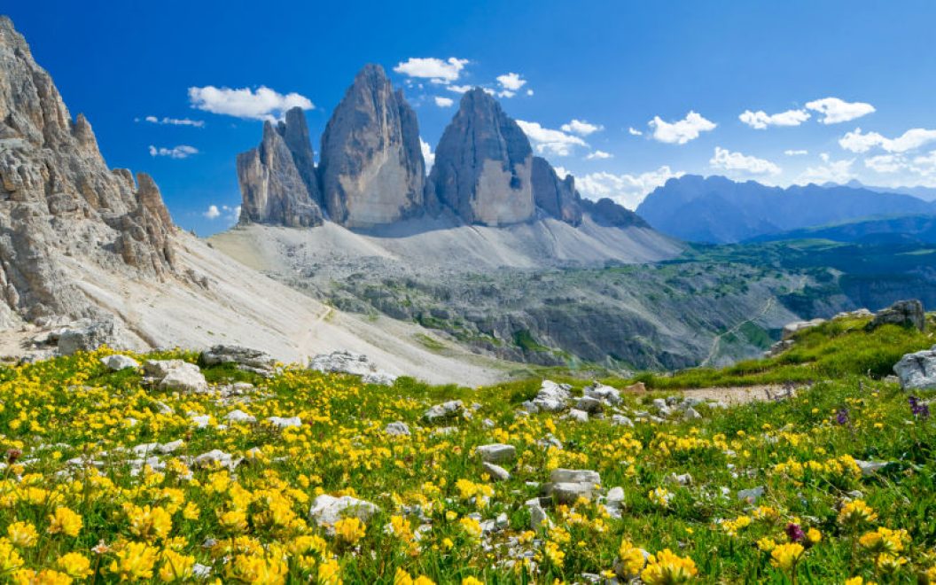 Flowers of Trentino and Alpine Botanical Gardens - Italia.it