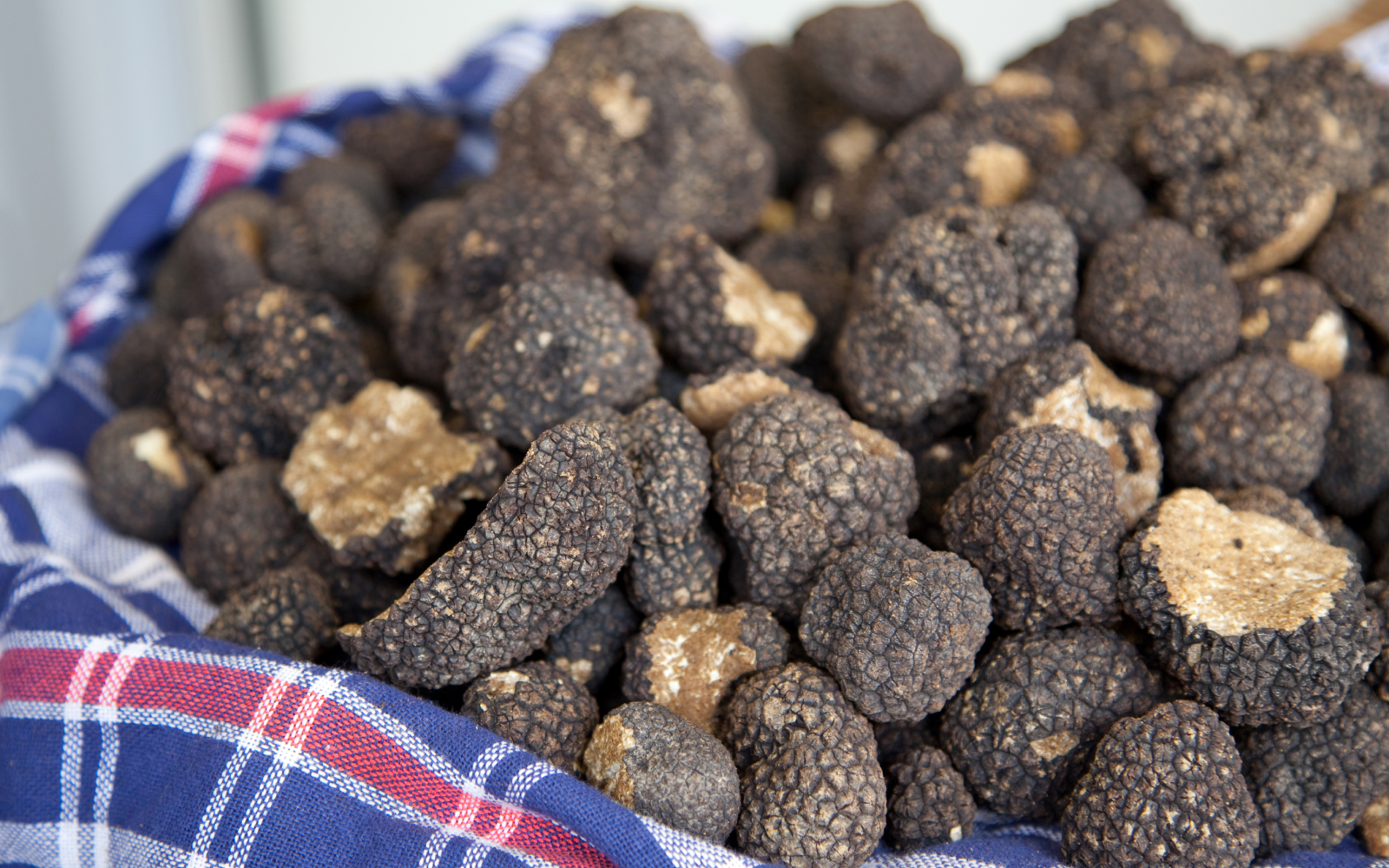 History Of Truffles In Italy at Lee Ramirez blog