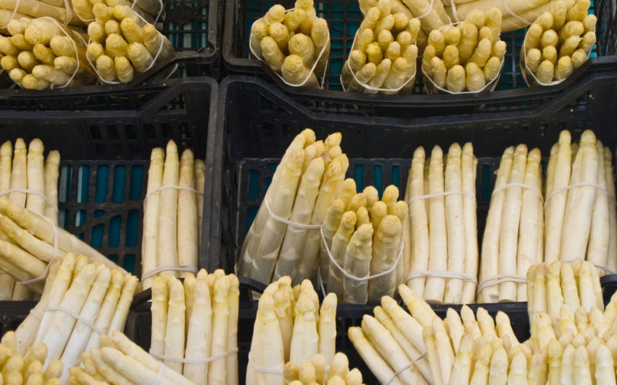 Italian food products: Asparago bianco di Cimadolmo - Italia.it