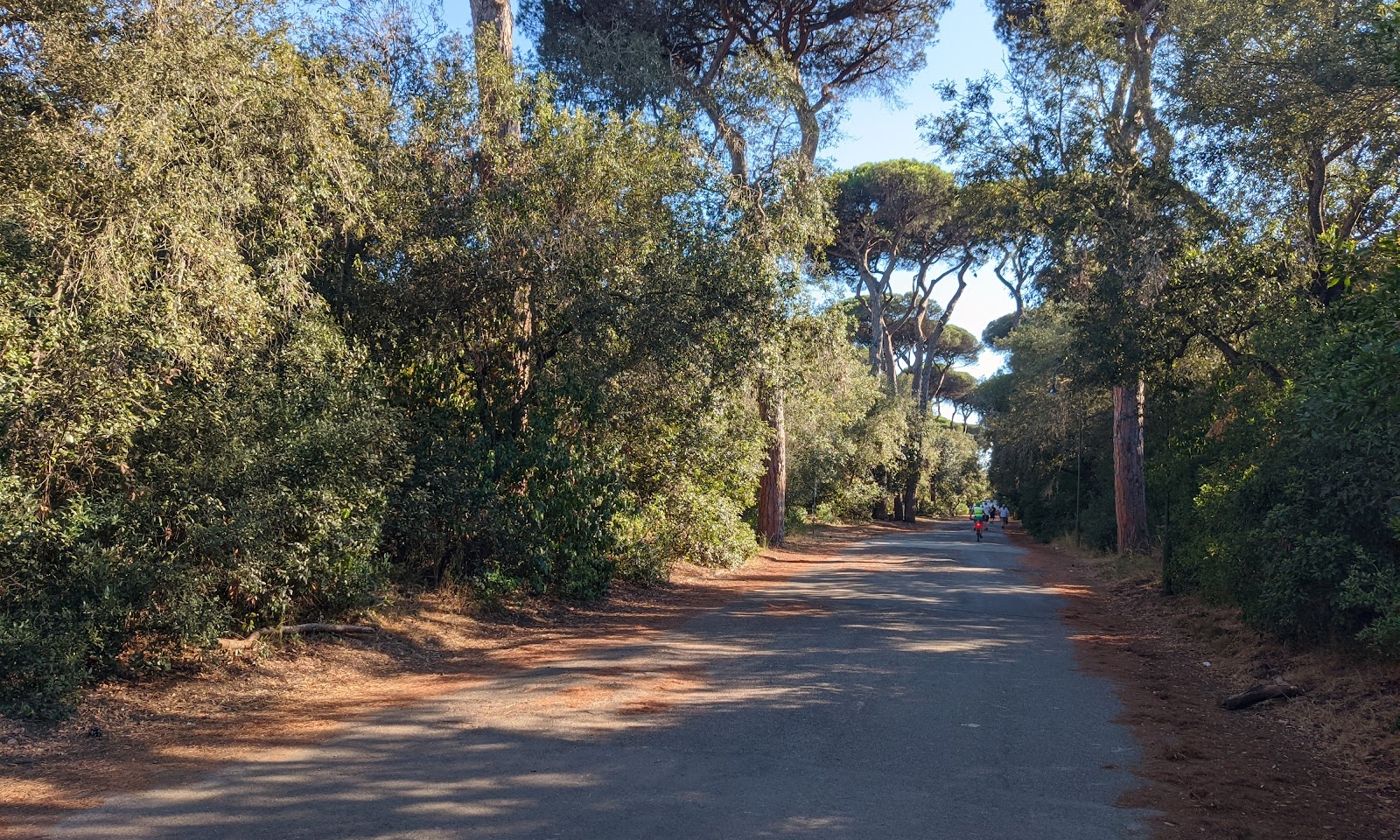 Pineta de Castel Fusano - Italia.it