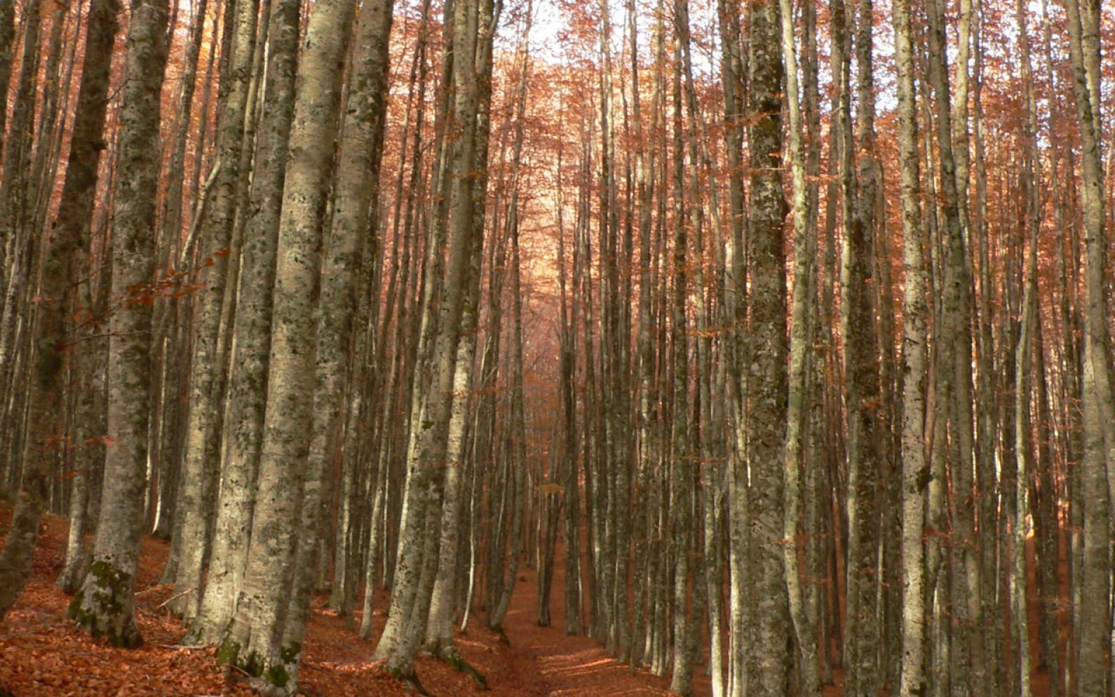 Itinerario por el parque del Pollino: 4 etapas - Italia.it