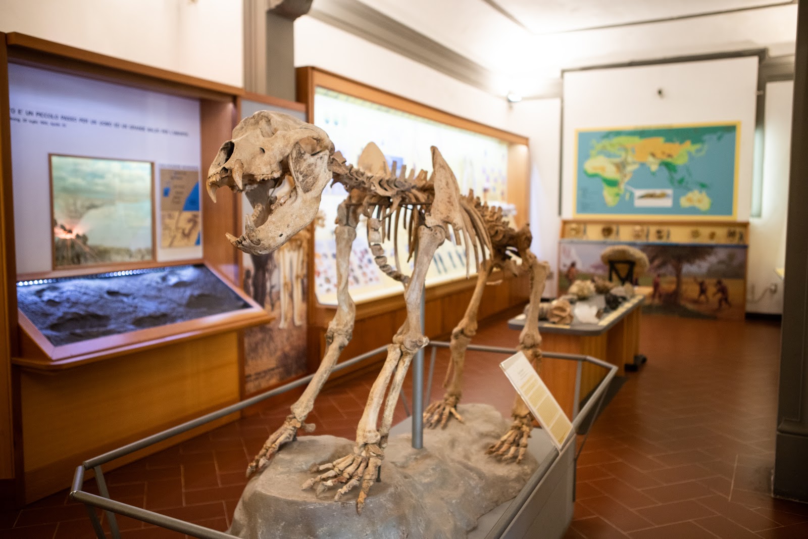 Museo Civico di Paleontologia, Empoli - Italia.it