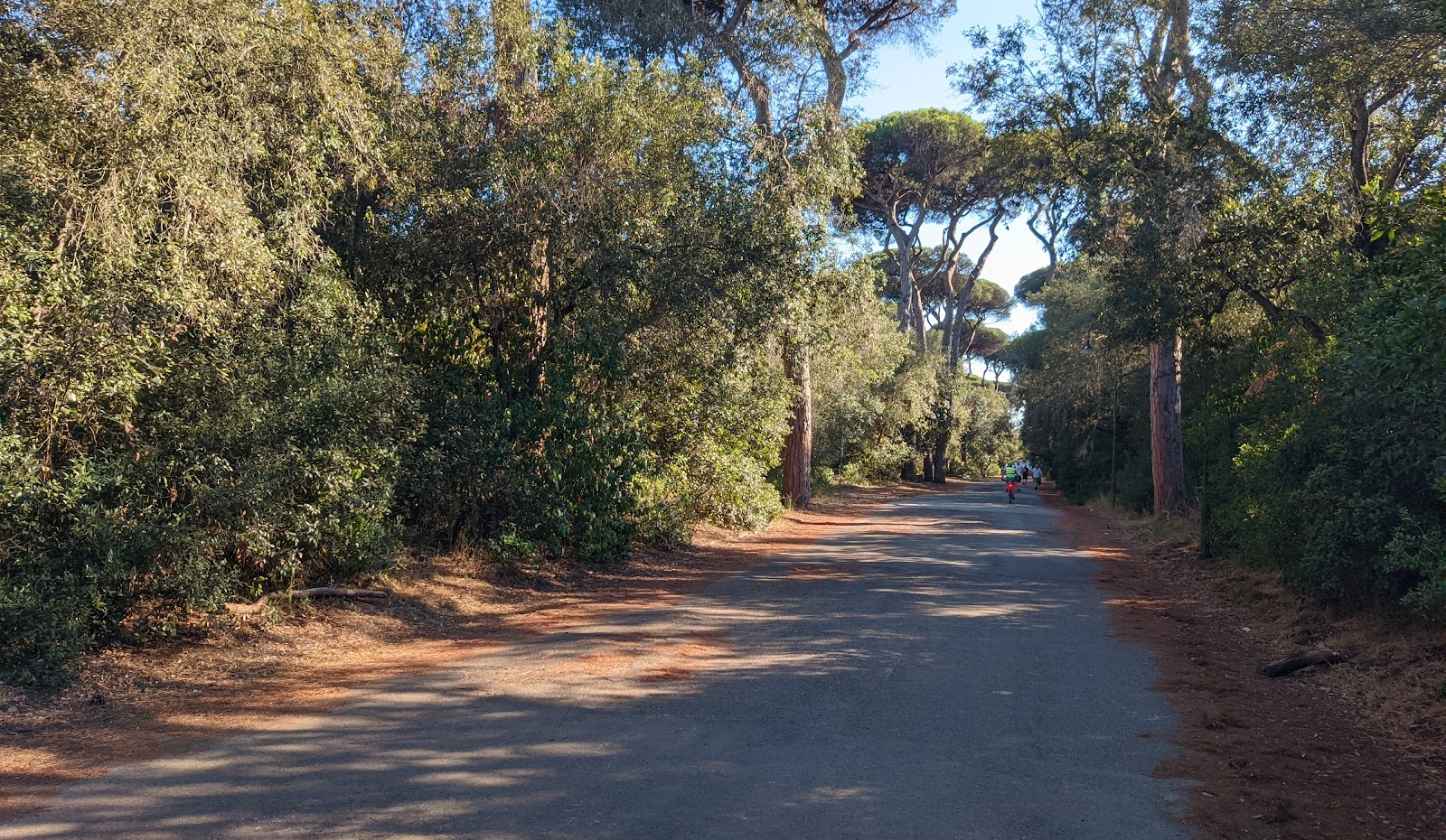 Pineta di Castel Fusano - Italia.it