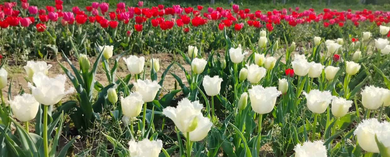 Tulipani Euganei - Italia.it