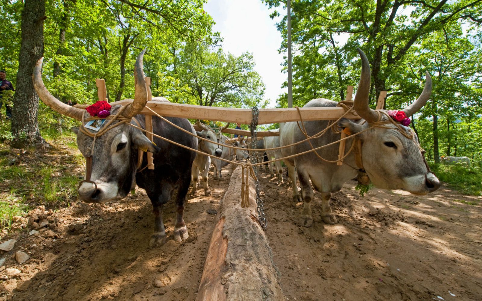 Il Basso Basento: itinerario per borghi e parchi - Italia.it