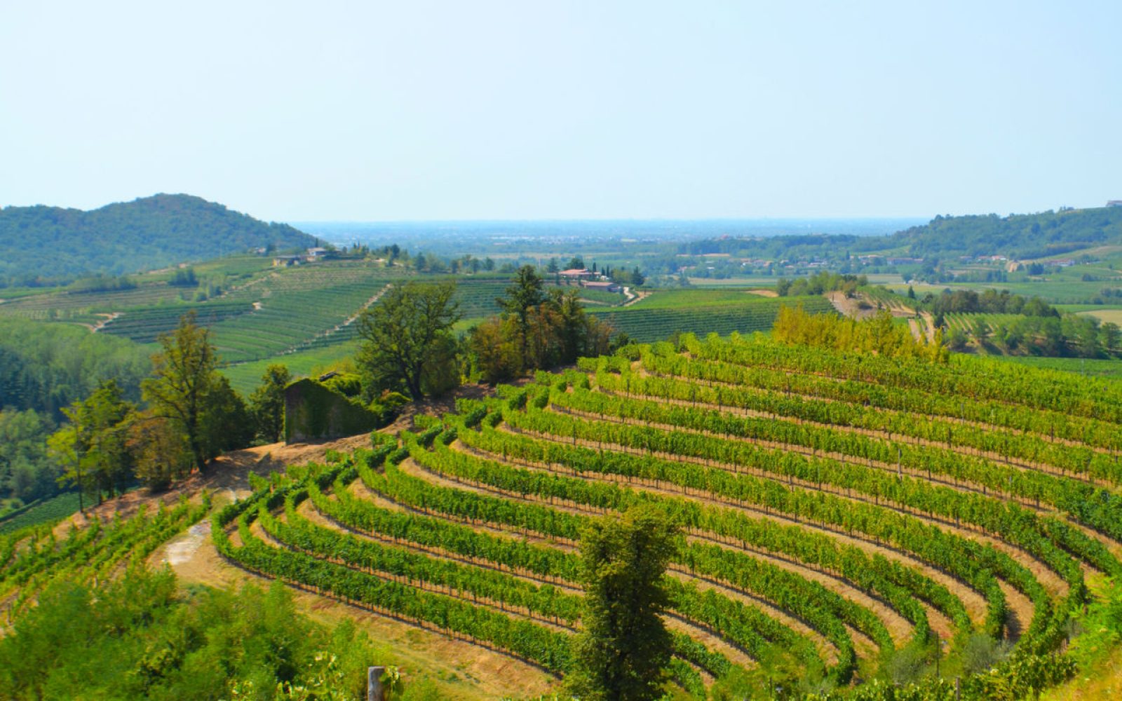 Collio Goriziano: itinerary through vineyards and culture - Italia.it