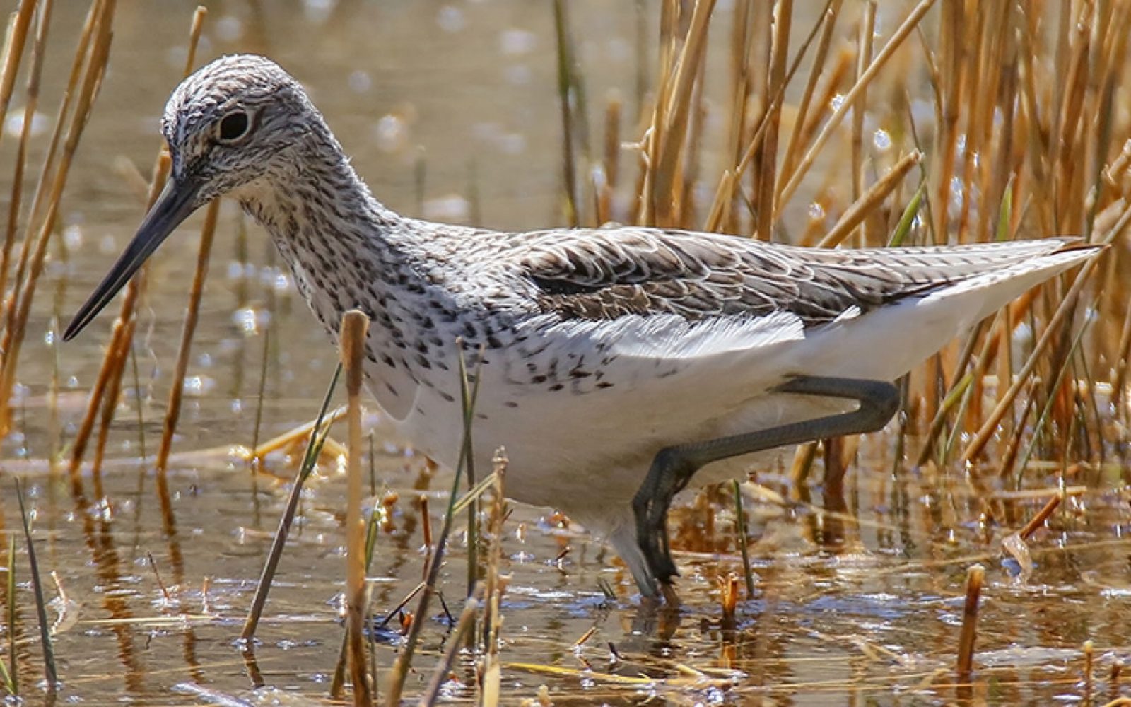 Birdwatching in Lombardia lungo il Po: 4 luoghi - Italia.it
