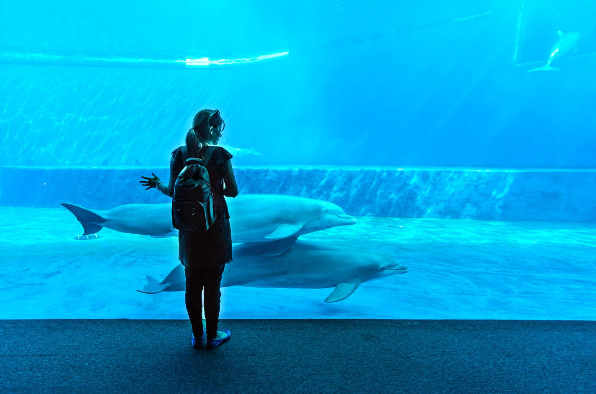 Acquario di Genova: cosa vedere - Italia.it