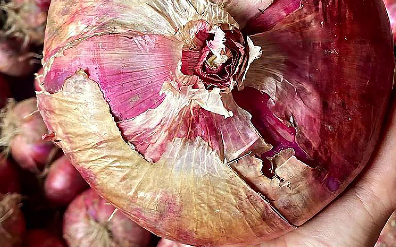 La Sagra della Cipolla Rossa di Breme - Italia.it