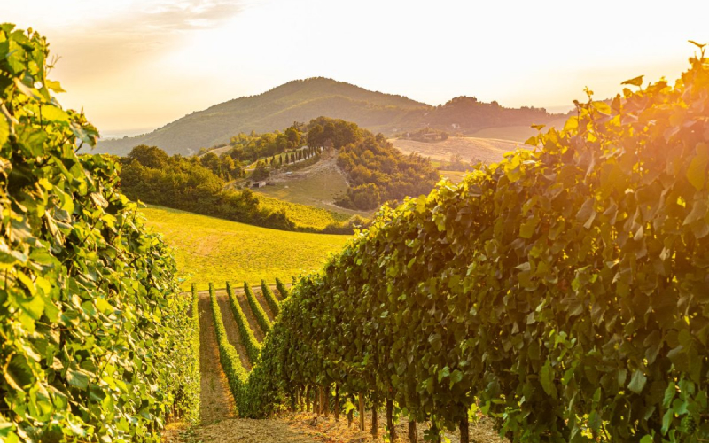 Wine tour in Lombardy: wines and casoncelli - Italia.it