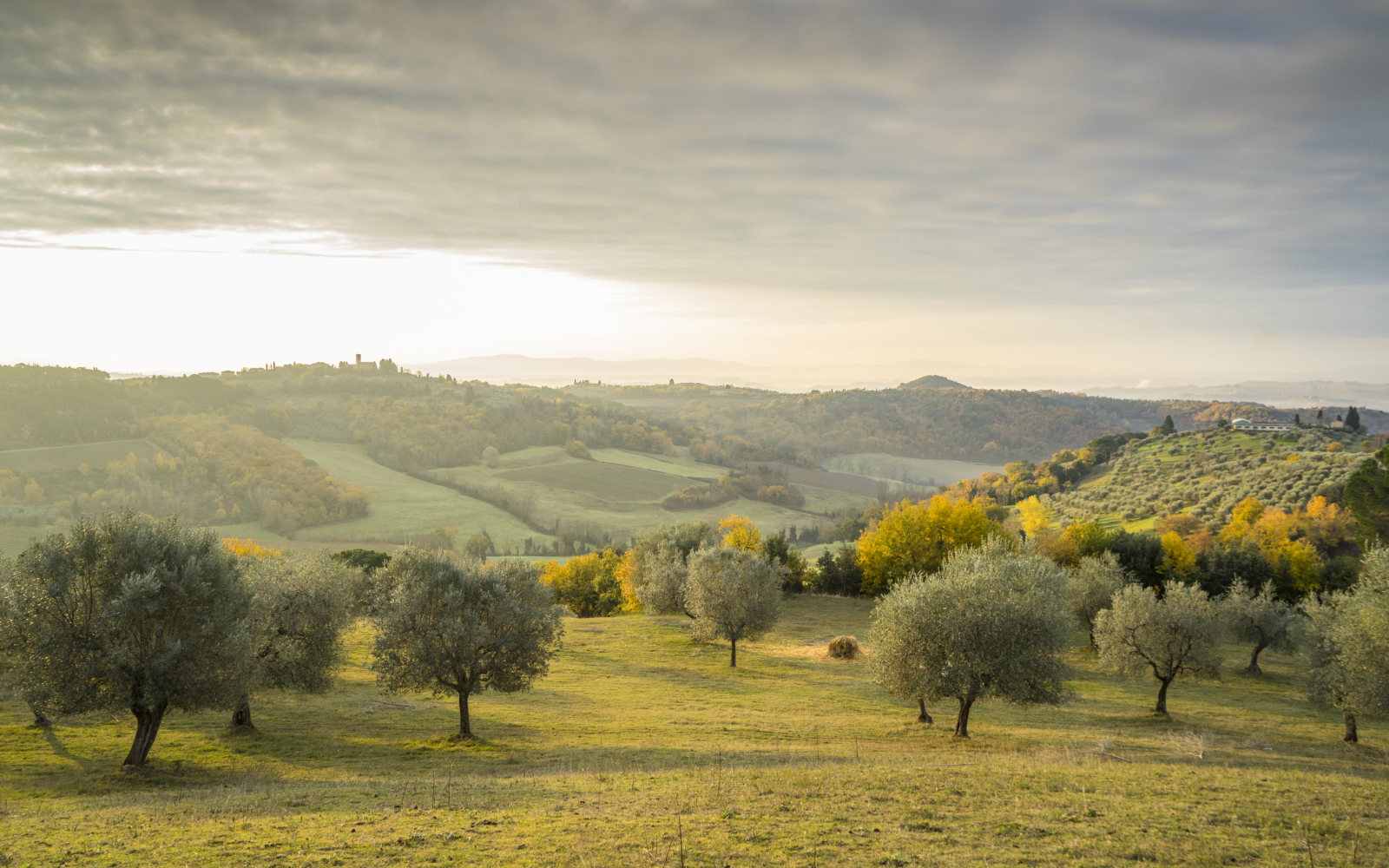 Olive Groves Around Pisa