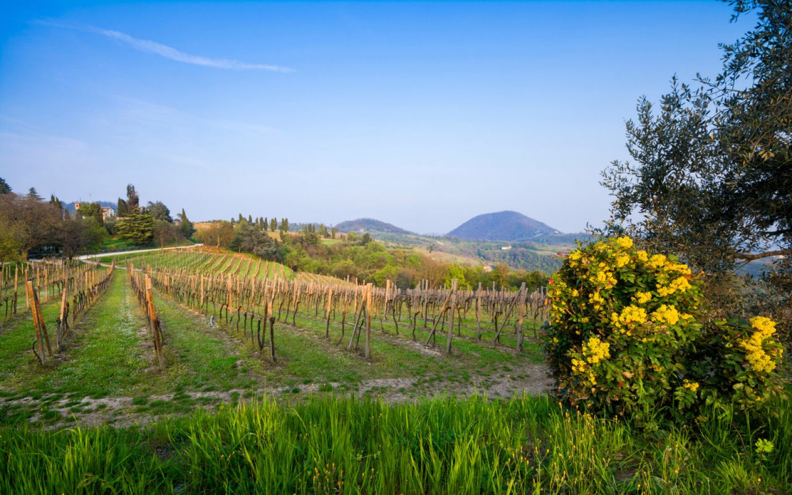 Wine tours in Veneto: landscapes and excellent wines - Italia.it