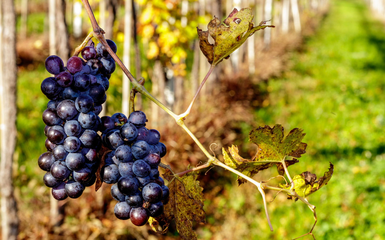 Enotour en el Véneto: paisajes y vinos de calidad - Italia.it