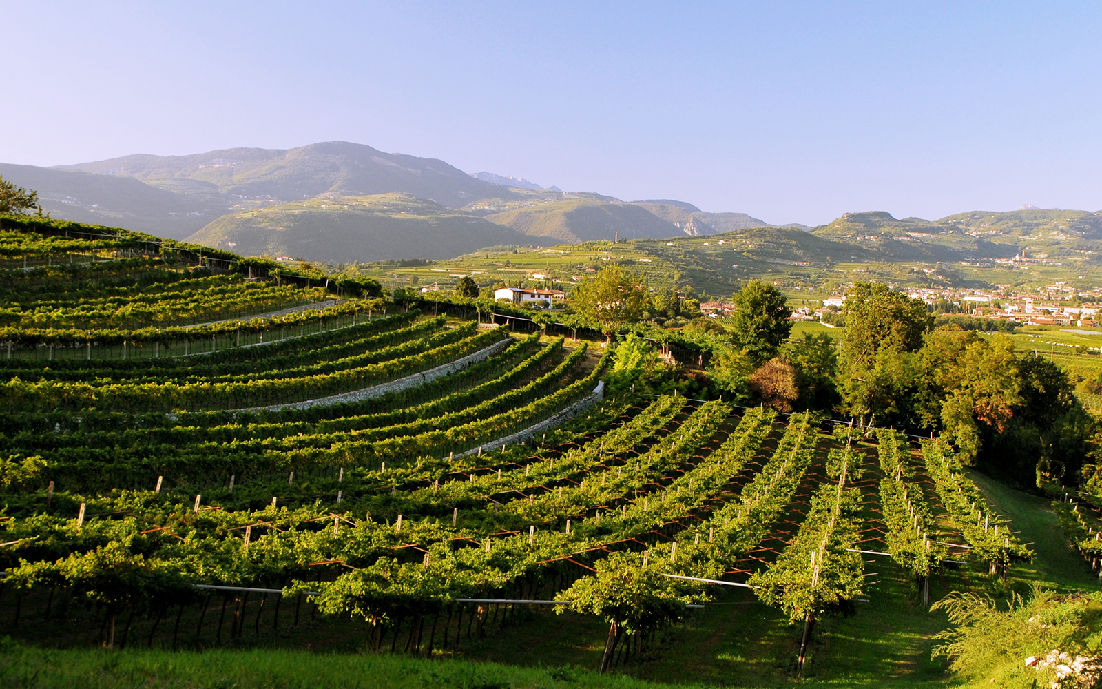 Experiences in Veneto: wines and traditions - Italia.it