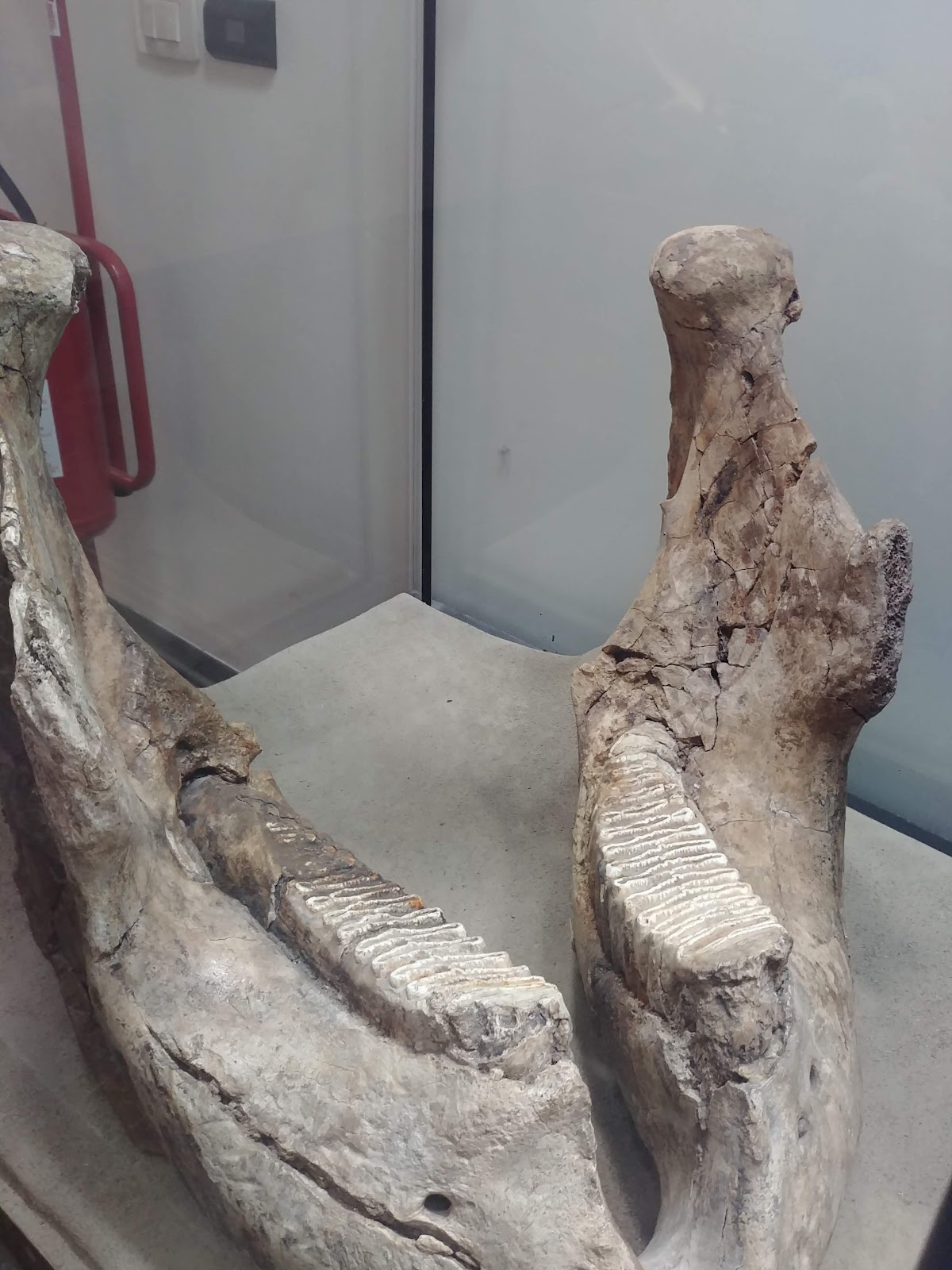 Museo Archeologico Toleriense, Colleferro - Italia.it