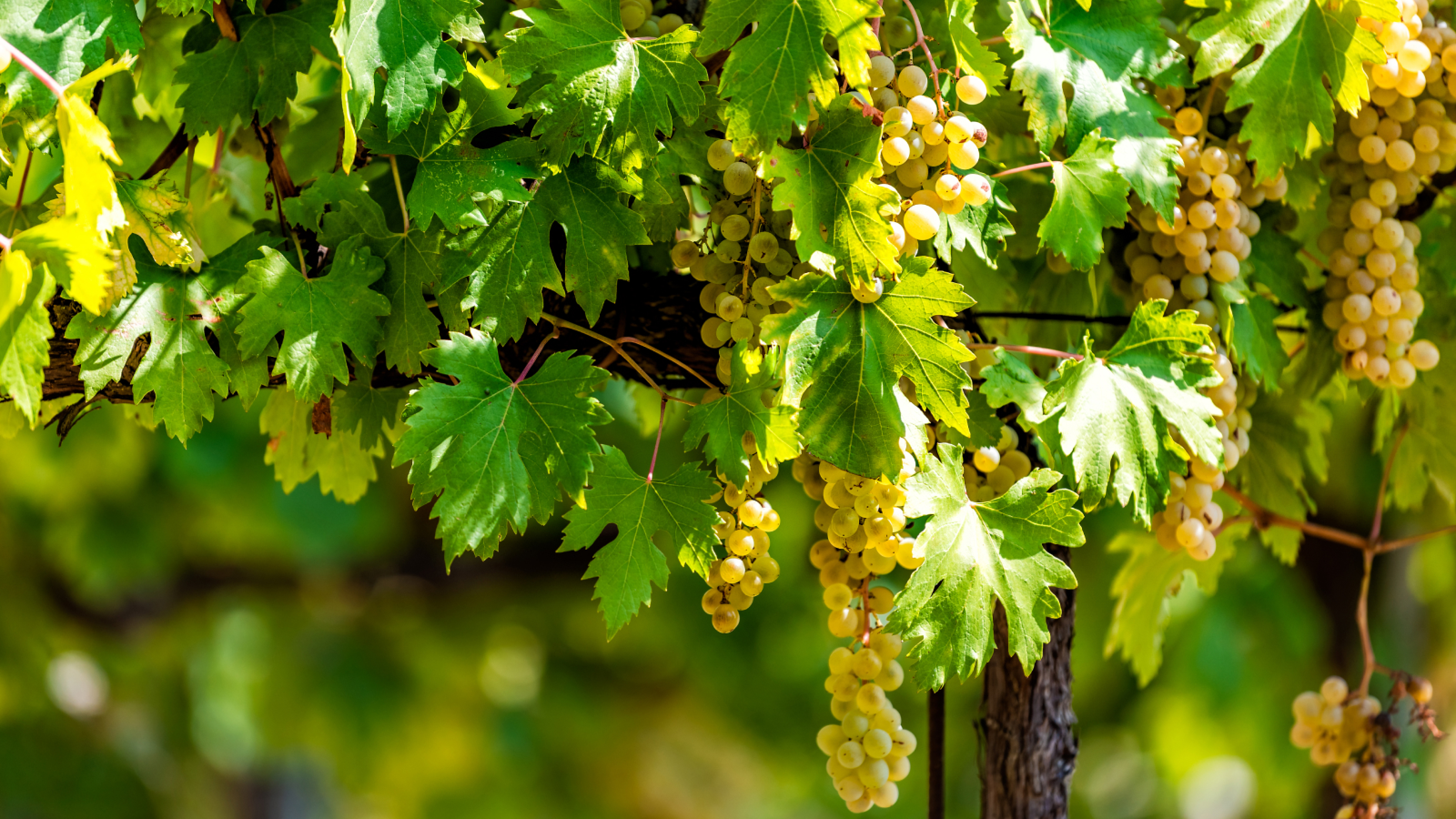 UNESCO-Welterbe, Weine und Landschaften in Italien – Italia.it