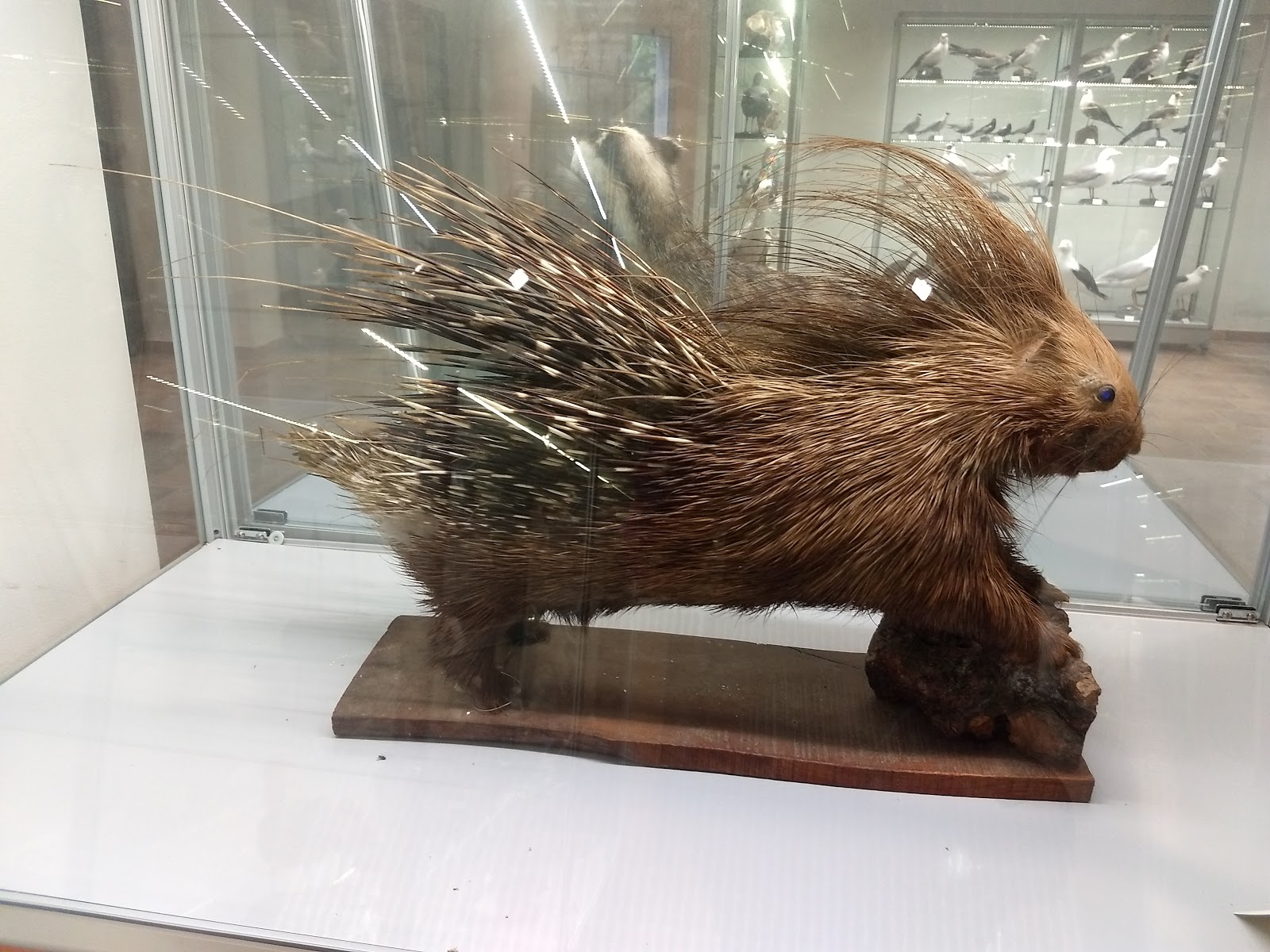 Museu de História Natural de Salento, Calimera – Italia.it